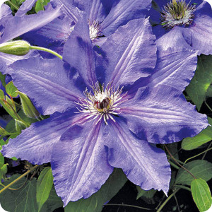 Clematis Vancouver Danielle